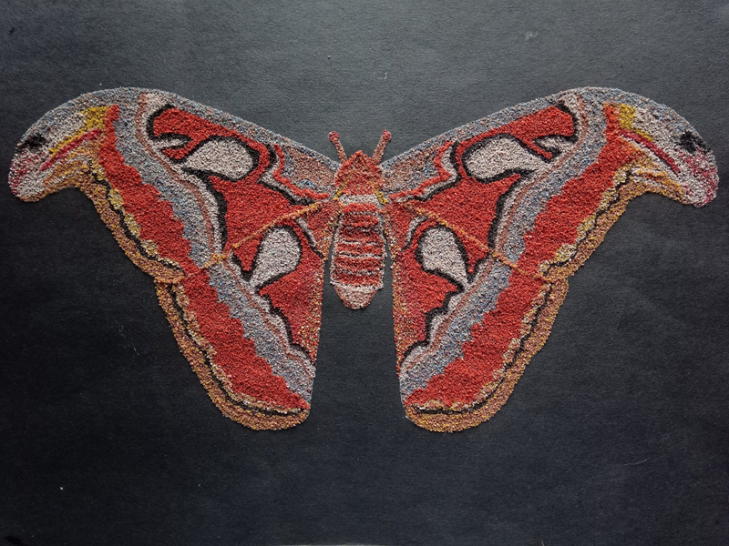 Atlas Moth Sand Art